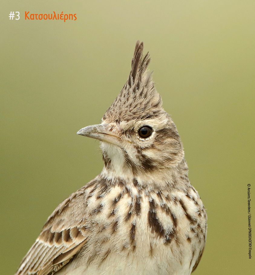 Ορνιθολογική: Τα καλύτερα λοφία της πουλοπιάτσας! - ΠΛΑΝΗΤΑΡΙΟ Θεσσαλονίκης
